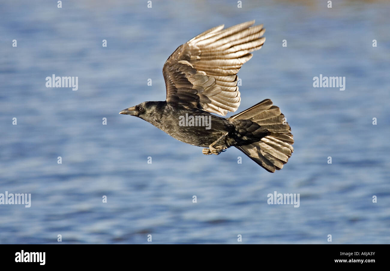 Carrion Crow in flight Stock Photo - Alamy