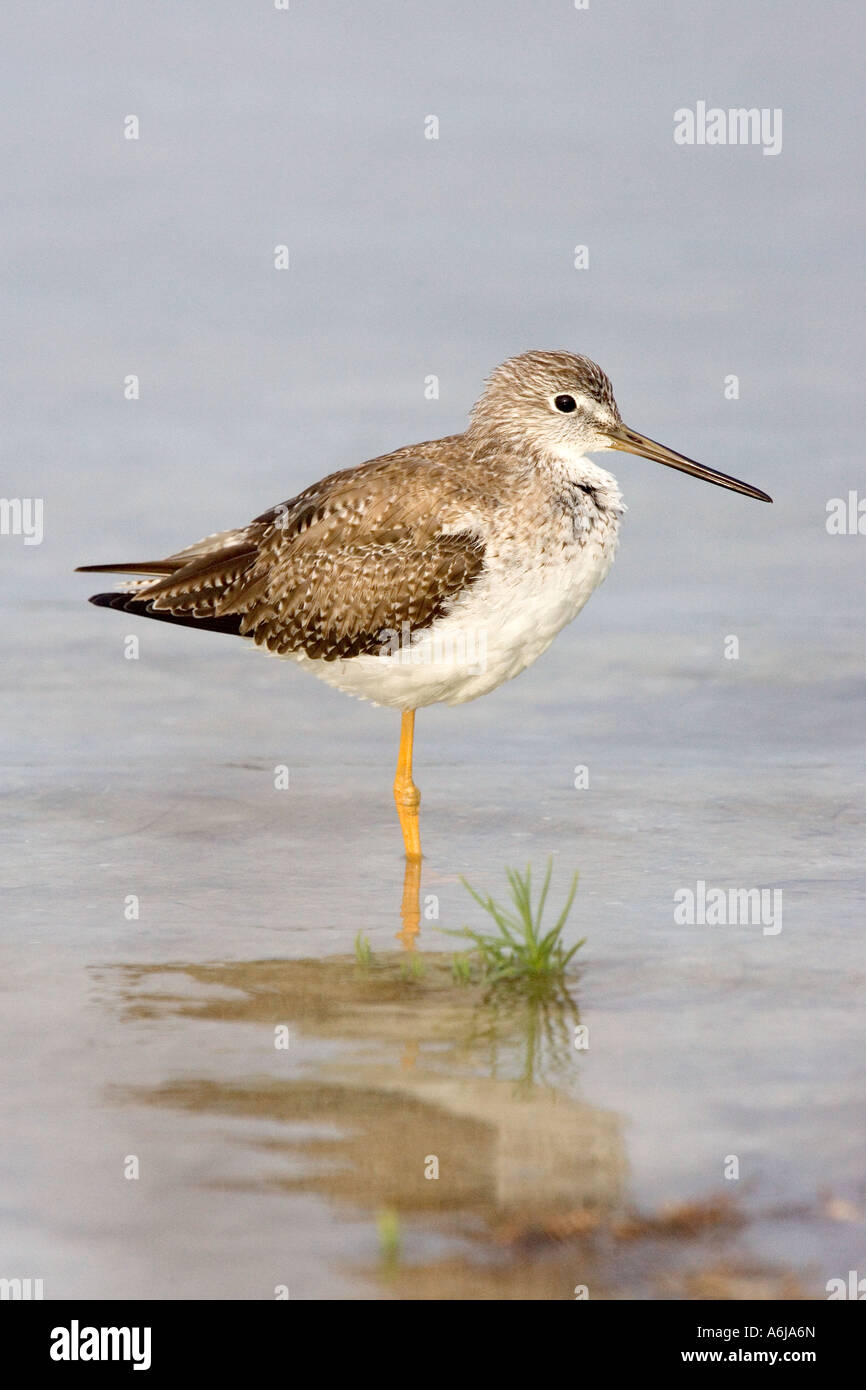 Lesser yellowlegs hi-res stock photography and images - Alamy