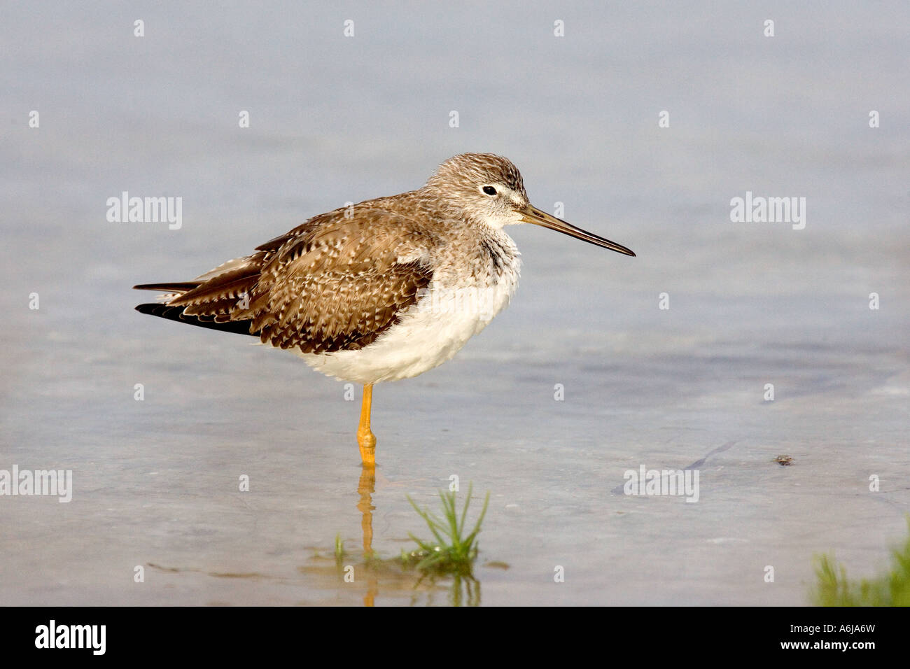 Lesser yellowlegs hi-res stock photography and images - Alamy