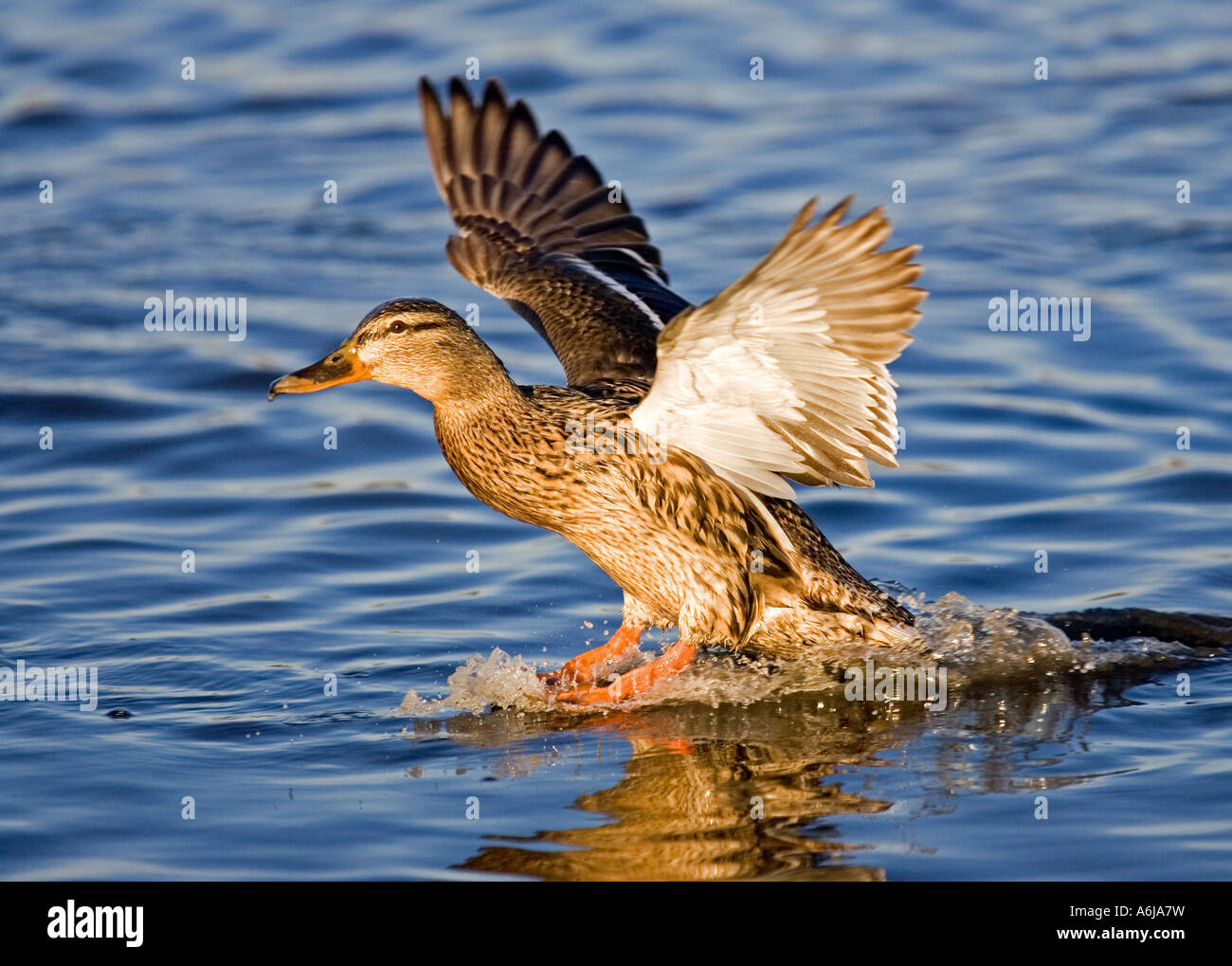 Mallard movement hi-res stock photography and images - Alamy