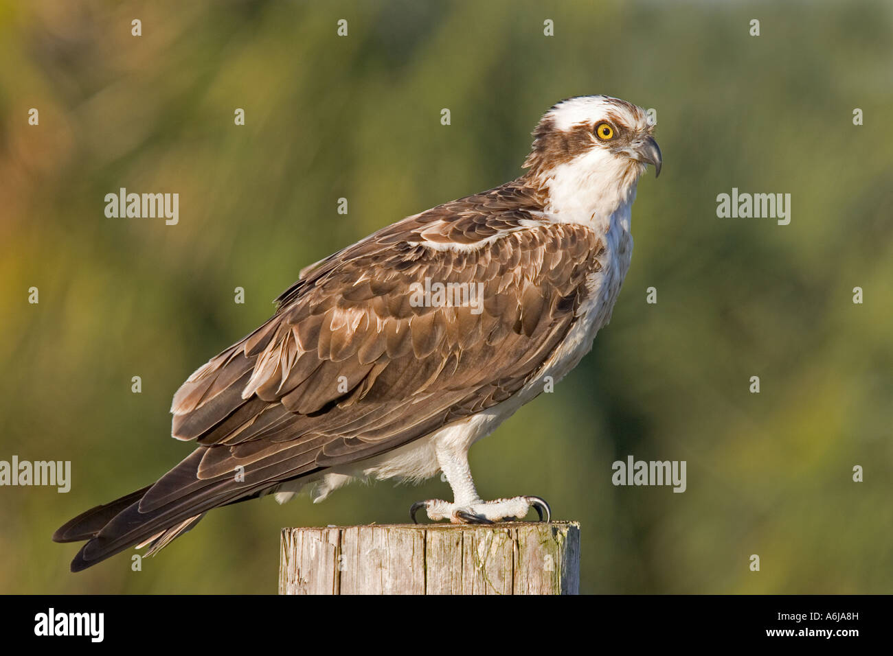 Osprey hi-res stock photography and images - Alamy