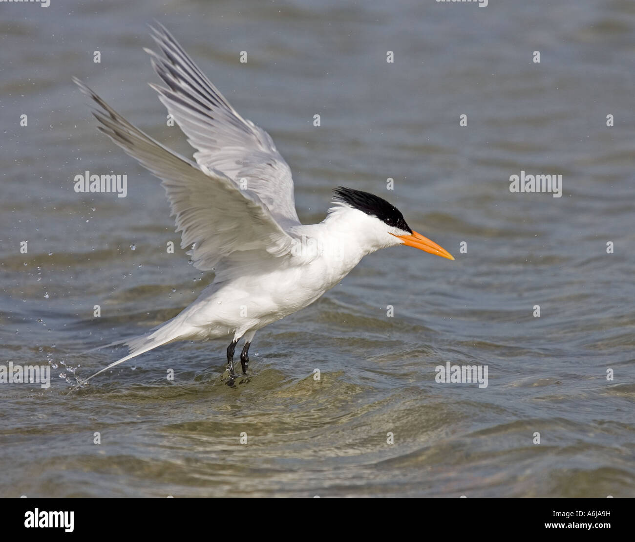 Royal Tern flapping wings Stock Photo - Alamy