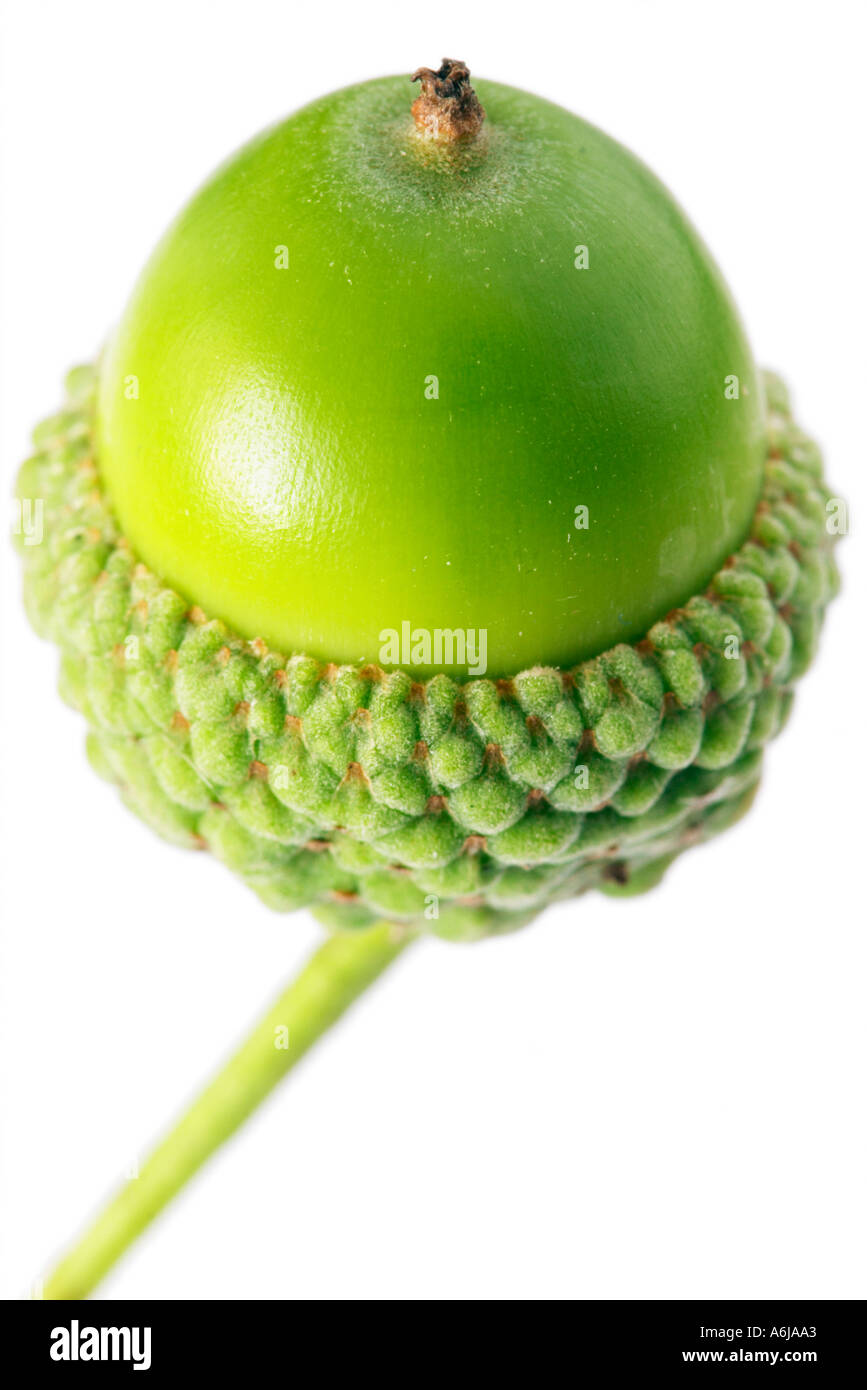 Acorn growth hi-res stock photography and images - Alamy