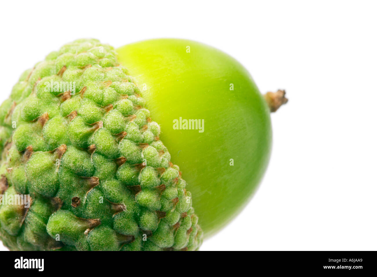 Young Oak Acorn Growth concept Stock Photo - Alamy