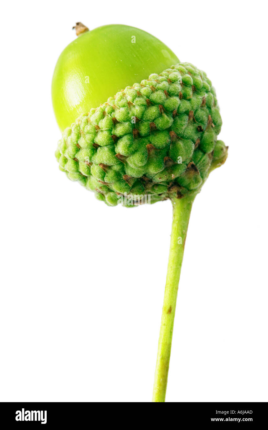 Young Oak Acorn Growth concept Stock Photo - Alamy