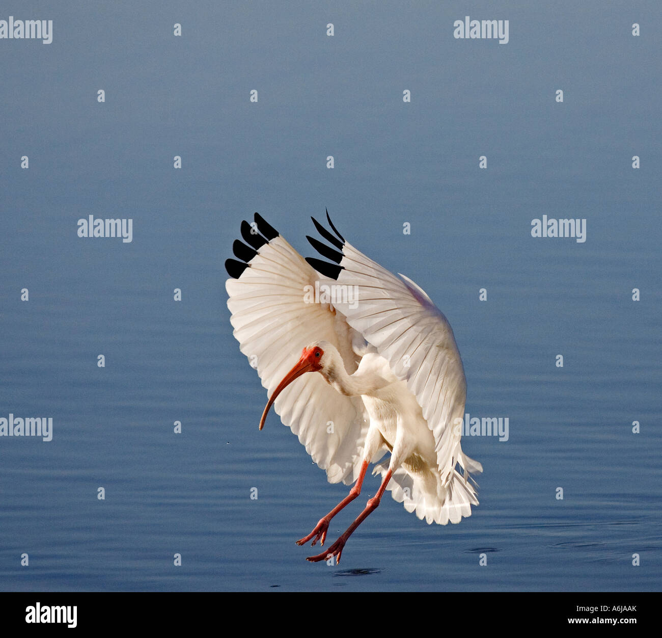 White Ibis landing in water Stock Photo - Alamy