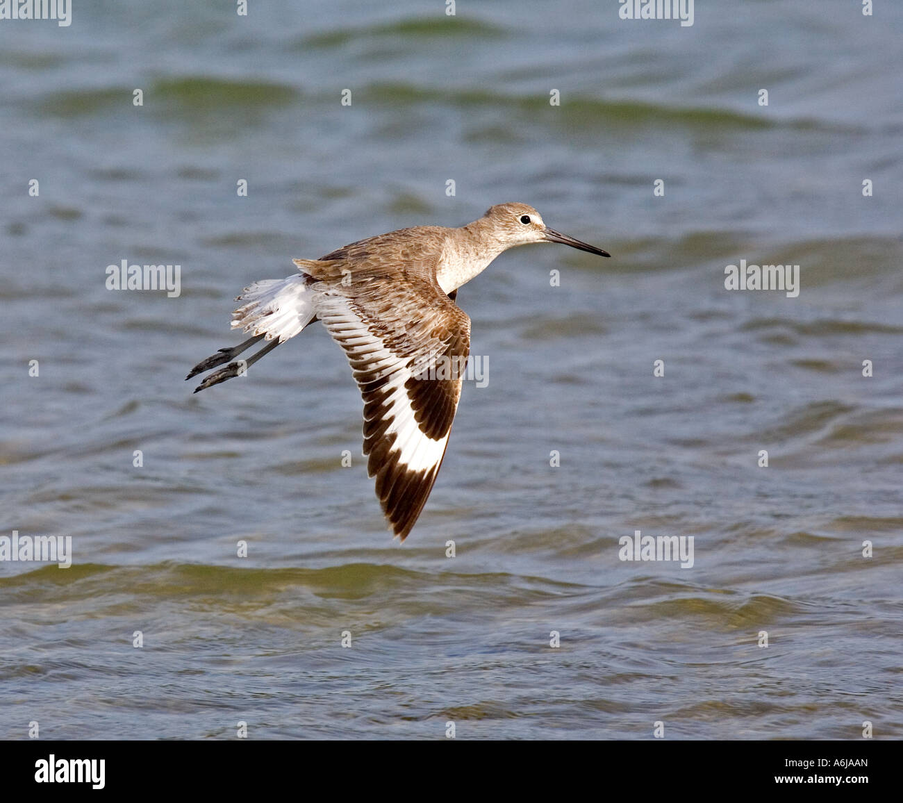 Willet in flight patrolling along seashore of Fort de Soto, Florida ...