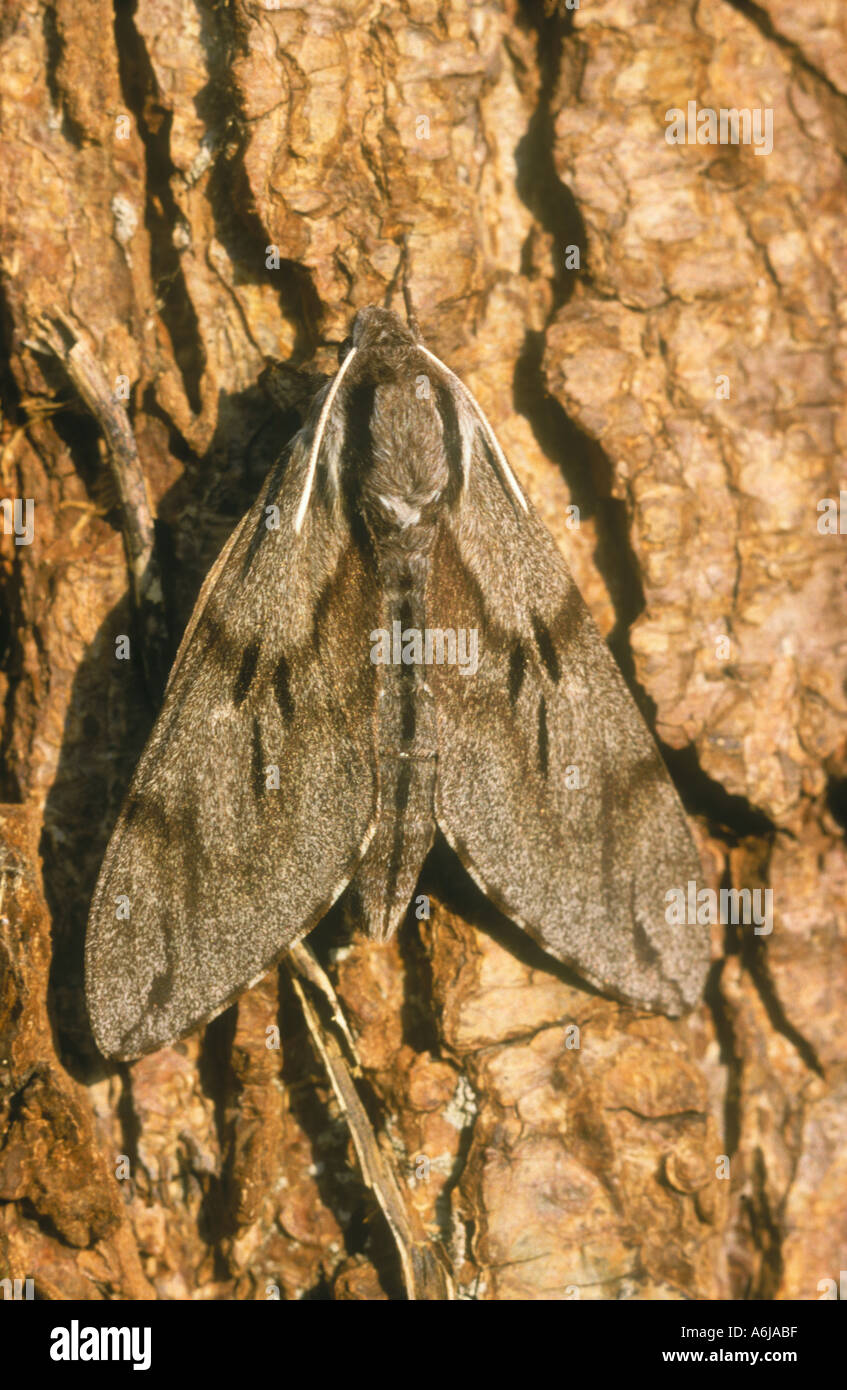 Large woolly hawk moth hi-res stock photography and images - Alamy