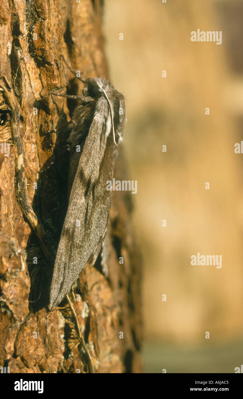 Pine Hawk Moth resting on tree trunk a side view Stock Photo - Alamy