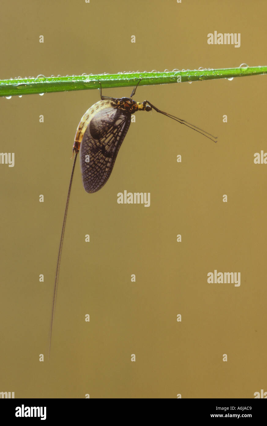 Mayfly Wales High Resolution Stock Photography and Images - Alamy