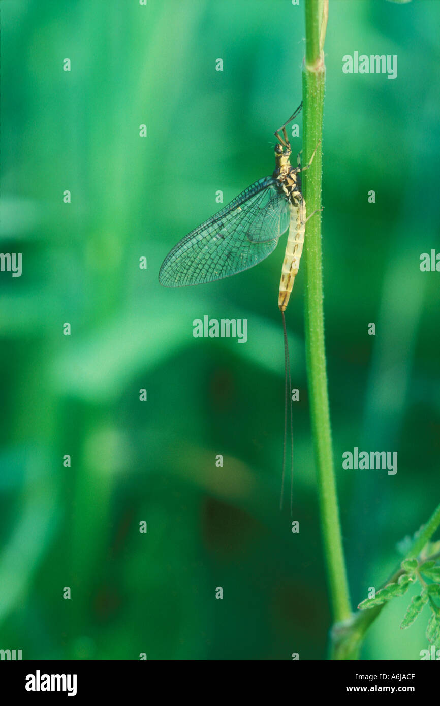Mayfly wales hi-res stock photography and images - Alamy