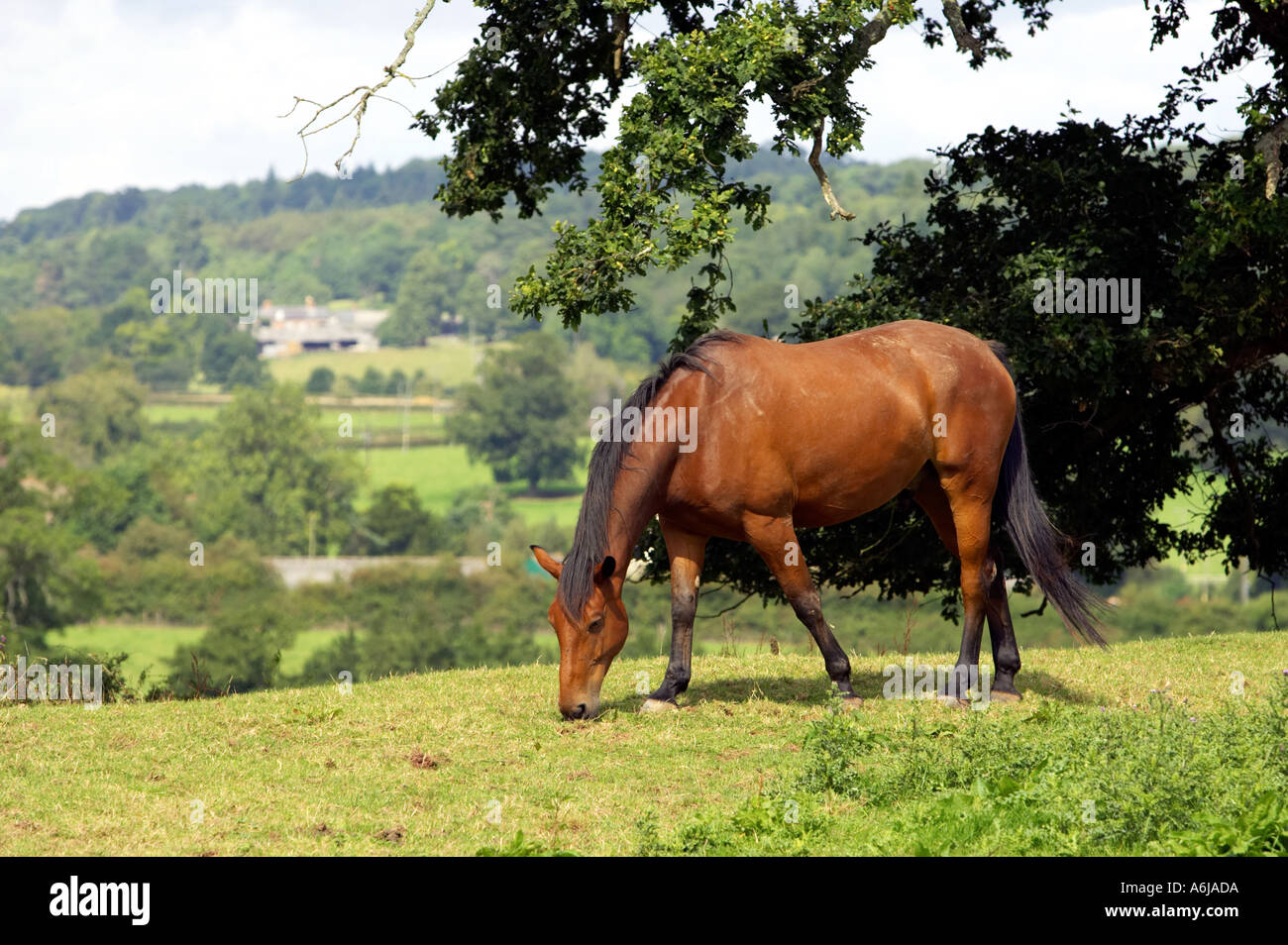 English Stallion grazes under oak tree Stock Photo - Alamy