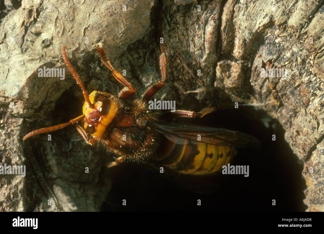 Hornet coming out of nest hole in tree Stock Photo - Alamy