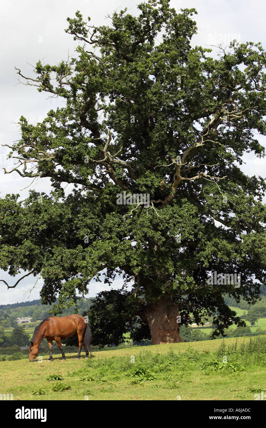 English Stallion grazes under oak tree Stock Photo - Alamy