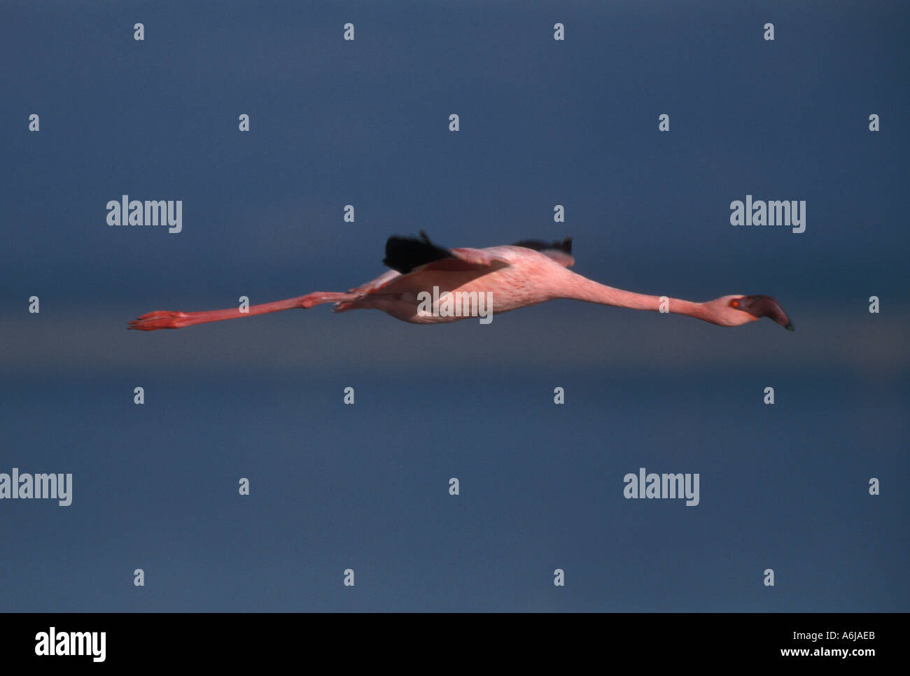 LESSER FLAMINGO IN FLIGHT (Phoenicopterus minor) Lake Nakuru National ...