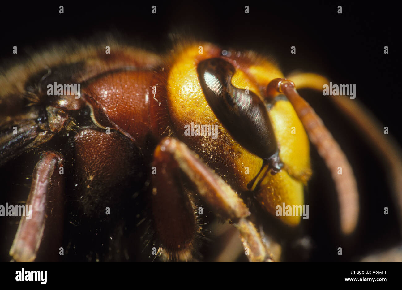 Hornet close up on head Stock Photo - Alamy