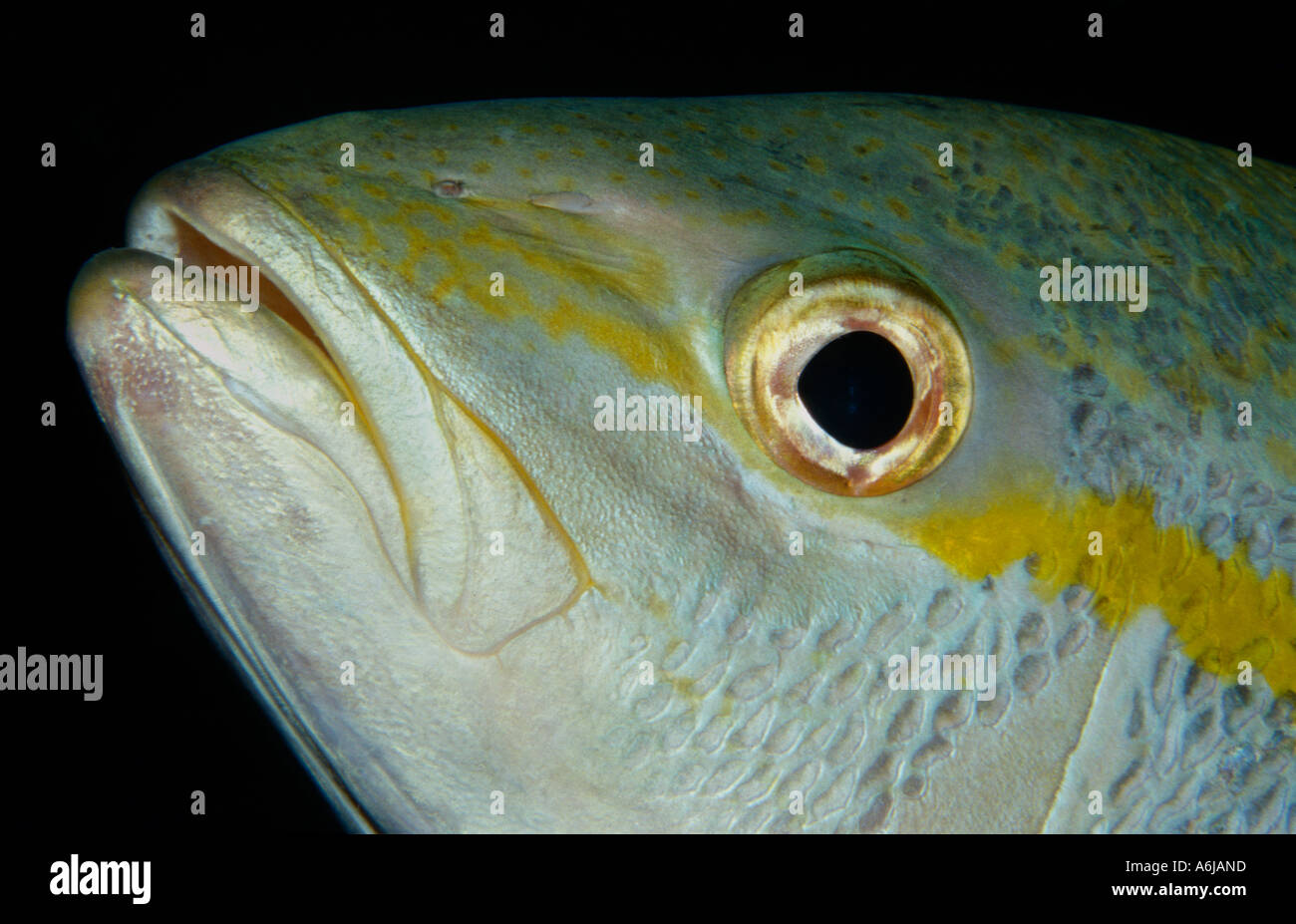 Yellowtail Snapper Oxyurus chrysurus Stock Photo - Alamy