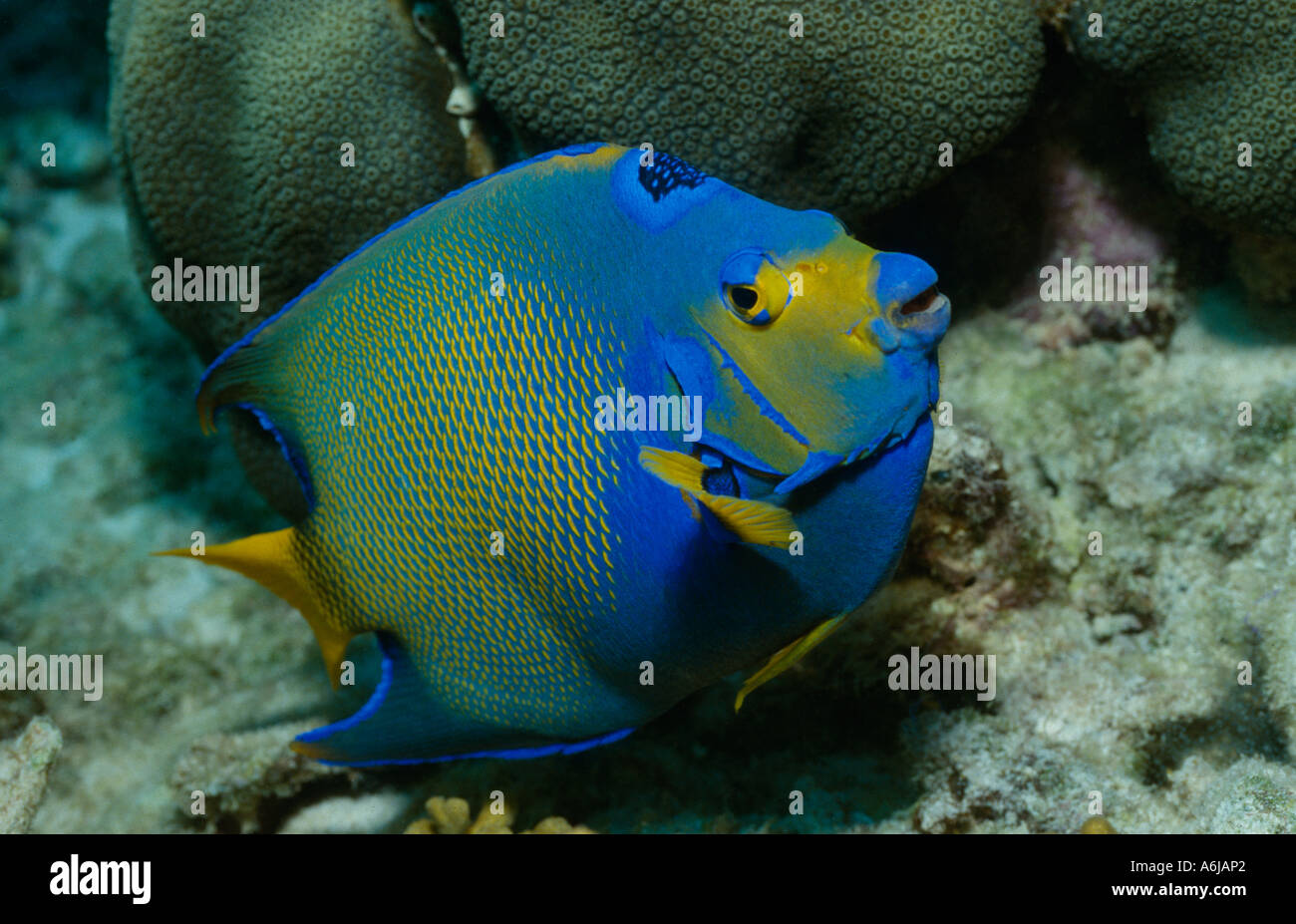 Queen Angelfish, Holacanthus ciliaris Stock Photo - Alamy