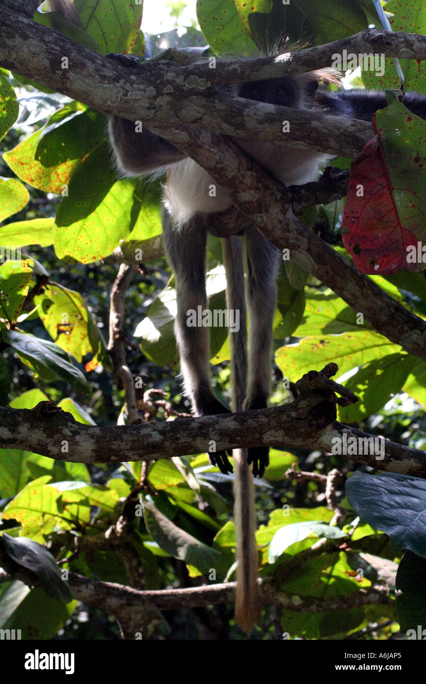 Zanzibar: Red Colobus Monkey (colombus pennanti) in Jozani Forest ...