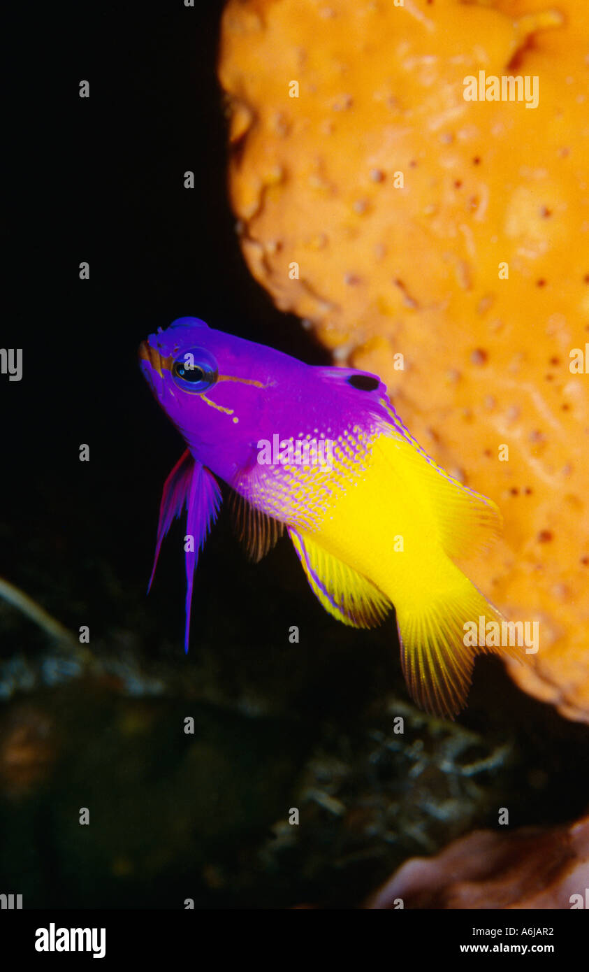 Gramma fish hi-res stock photography and images - Alamy
