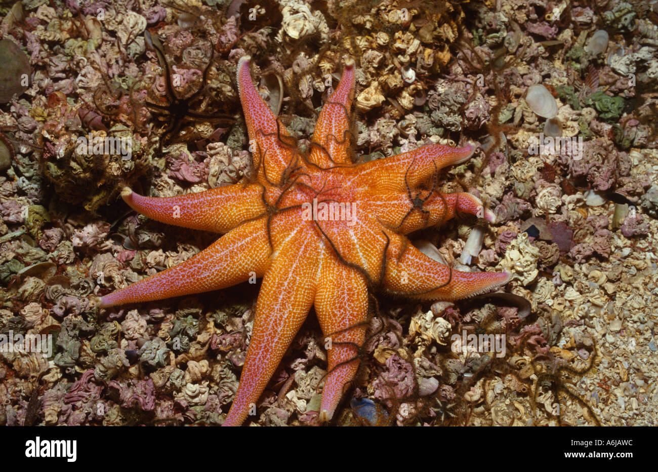 Sunstar fish hi-res stock photography and images - Alamy