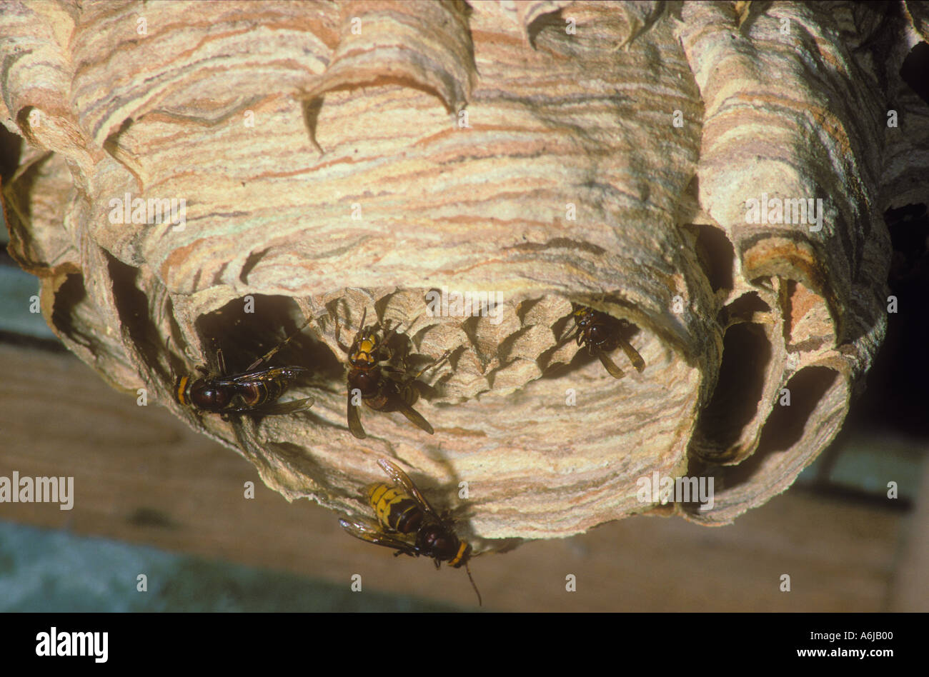 Hornet nest in shed Stock Photo - Alamy