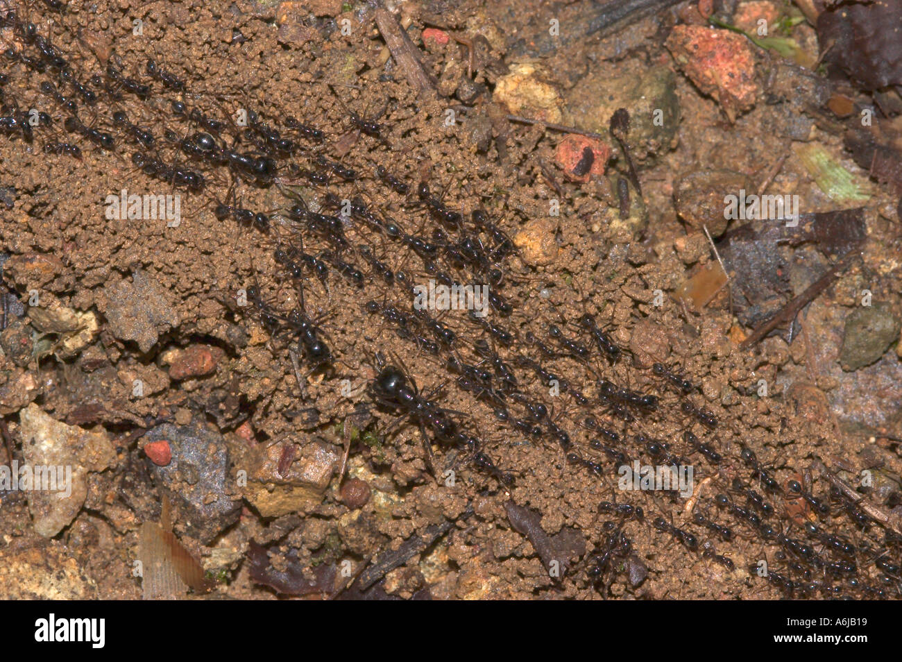 Eciton army ants hi-res stock photography and images - Alamy