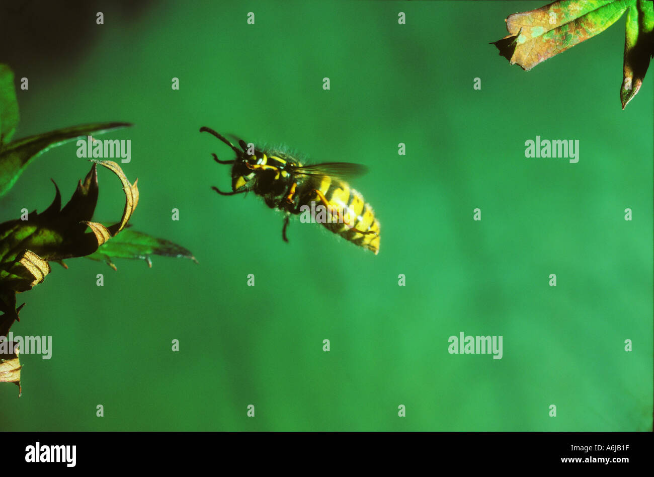 Wasp in flight Stock Photo - Alamy