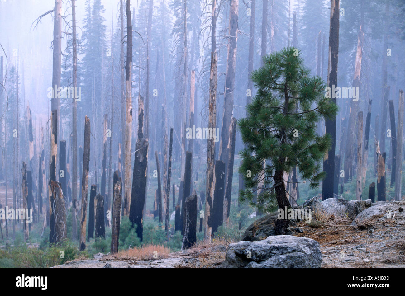 Lone tree deforestation hi-res stock photography and images - Alamy