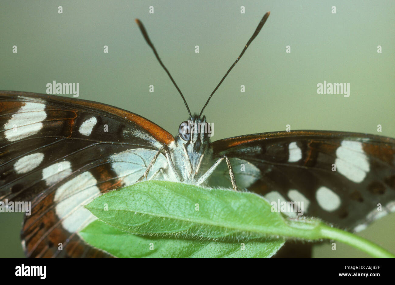 White Admiral Butterfly interesting view or under wing with wings open ...