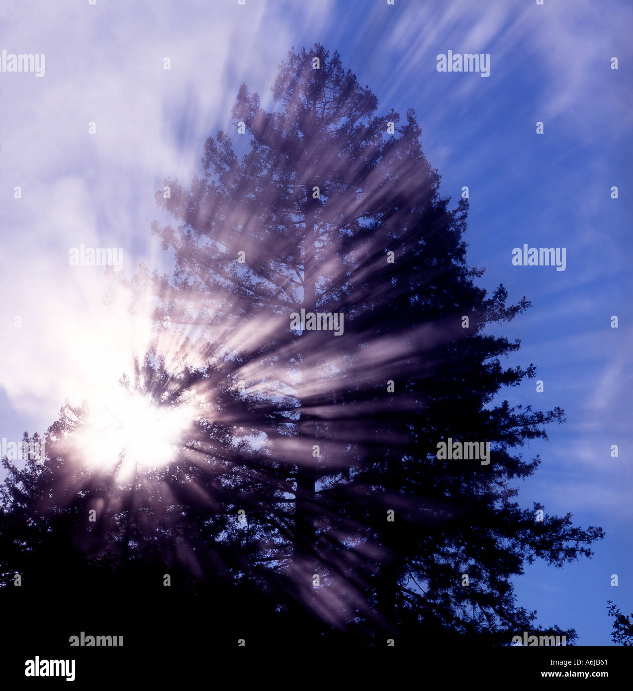Shafts of light through redwood trees in Northern California Stock ...