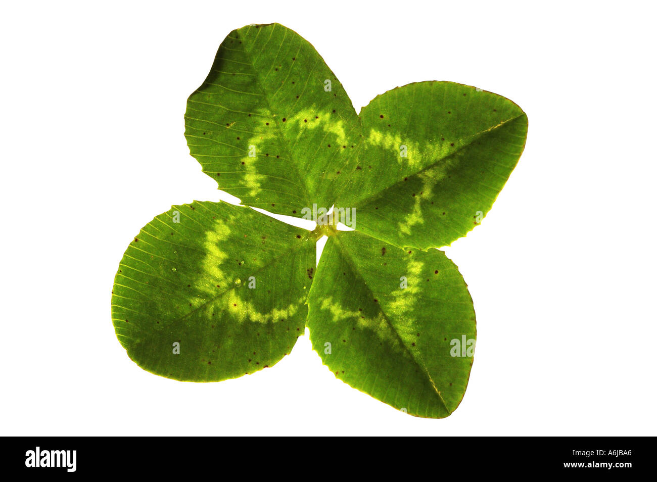 Lucky four leaf clover Stock Photo - Alamy