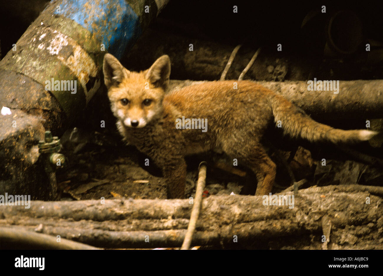 Urban red fox cub near den at platform one in London s Paddington ...