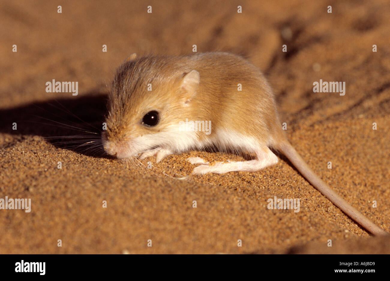 Hairy footed gerbil digging in the sand of the Namib desert REduces ...
