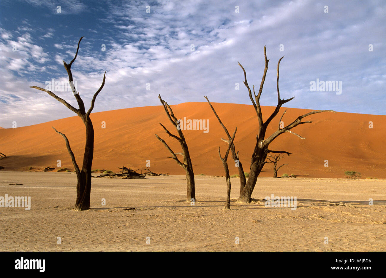 Dead trees in desert in dried out lake bed at Deadvlei near Sossusvlei ...