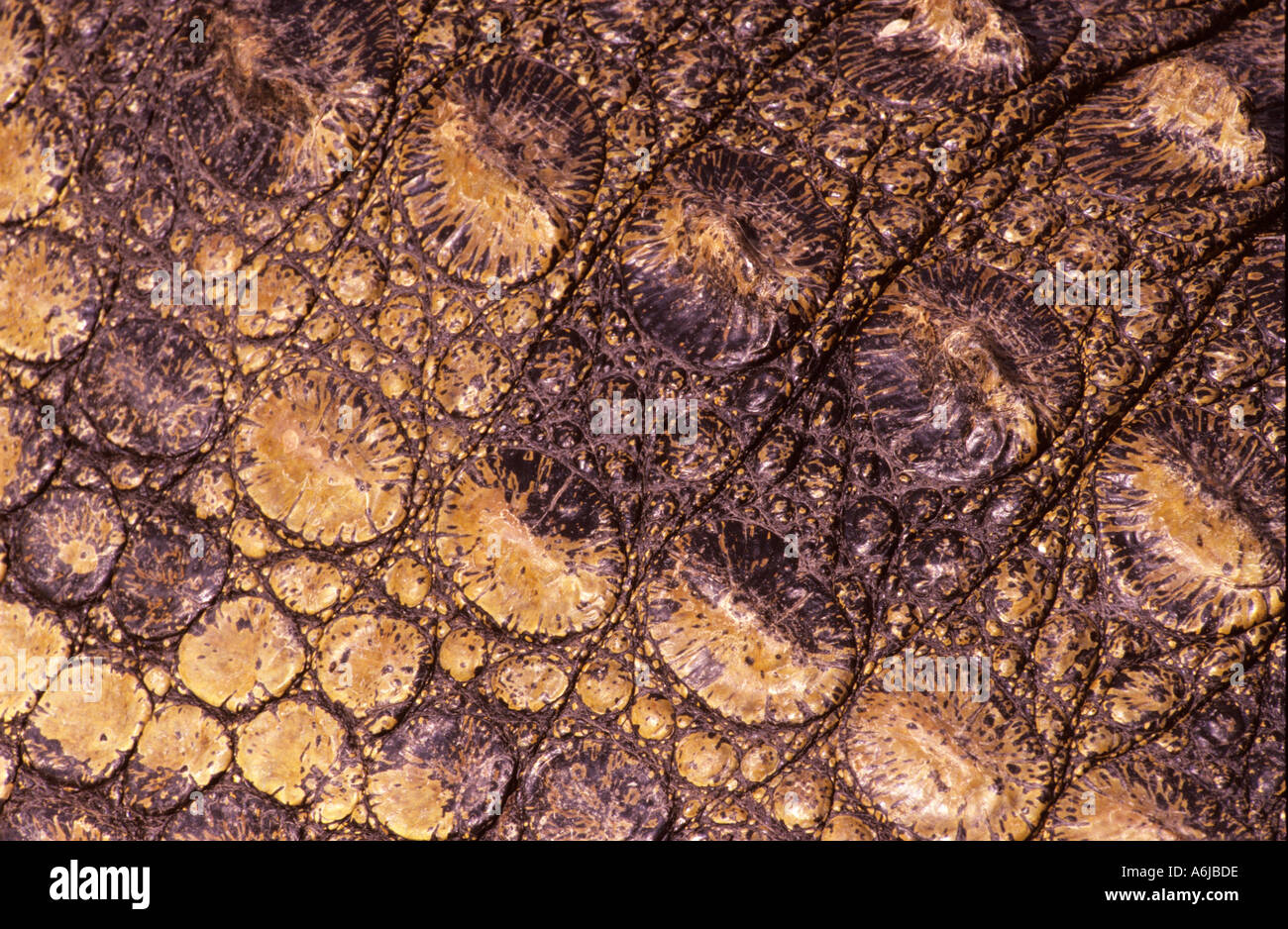 Crocodile skin detail closeup of living reptile s skin Stock Photo - Alamy