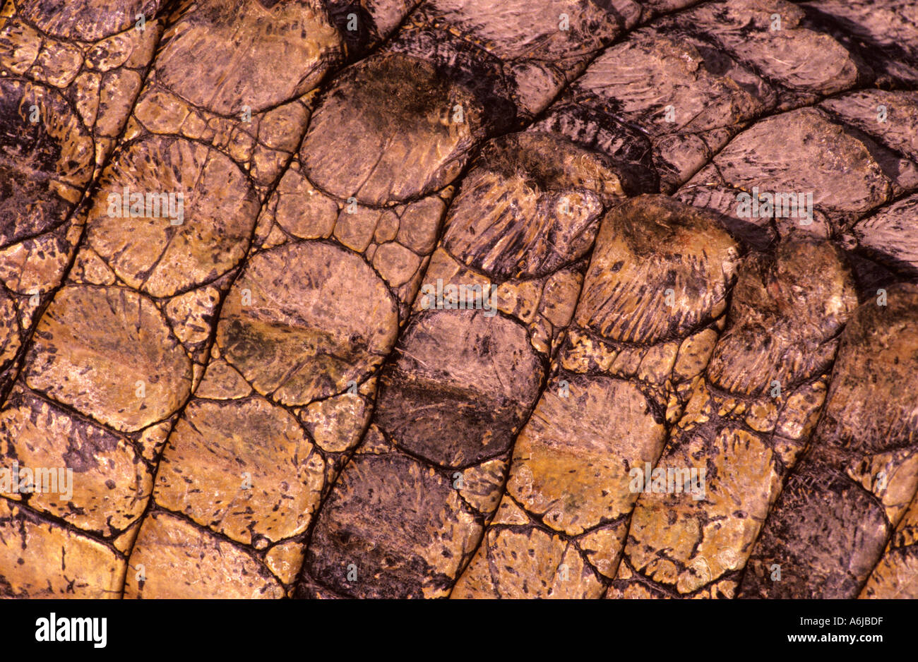 Crocodile skin detail closeup of living reptile s skin Stock Photo - Alamy