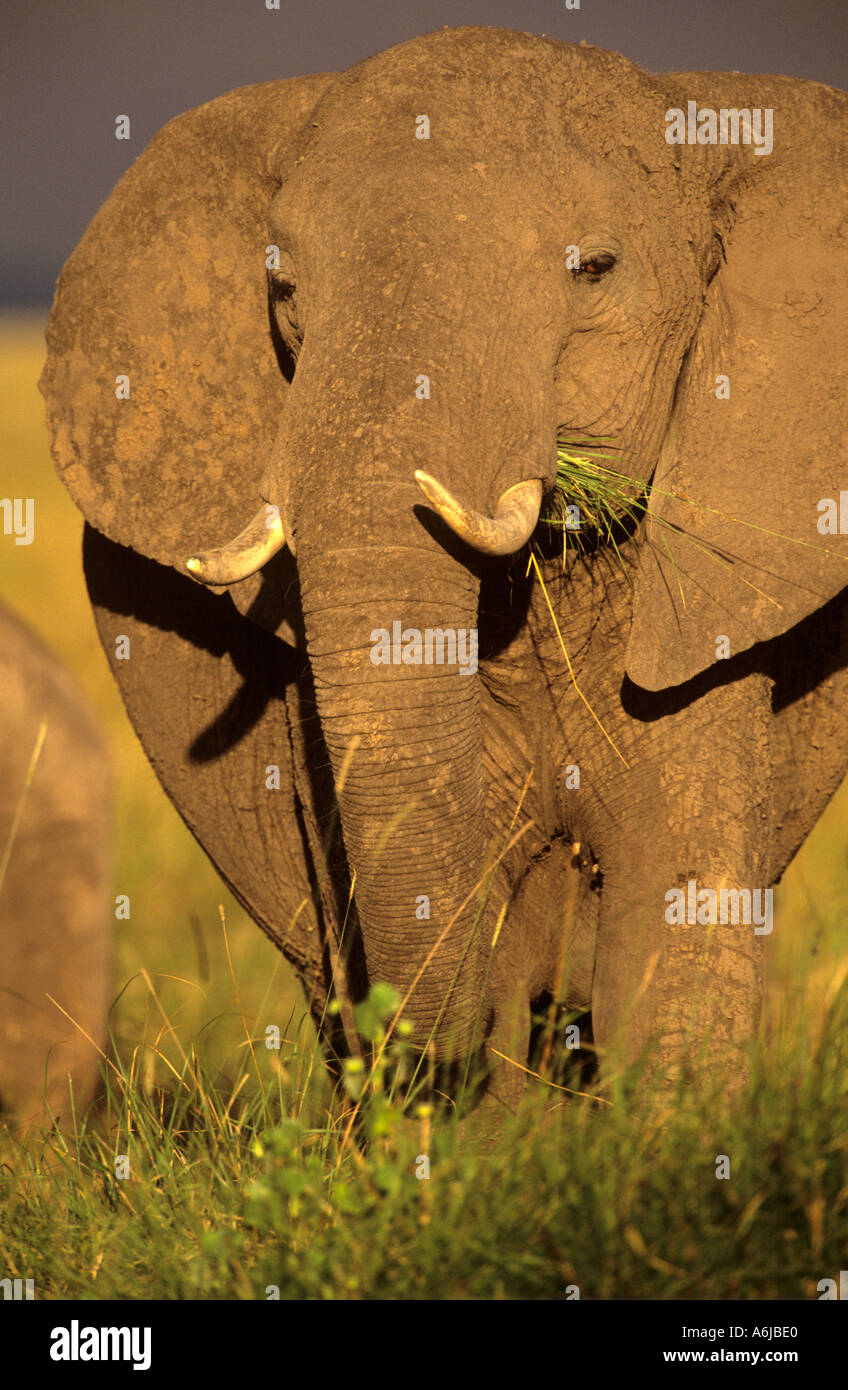 Pregnant Elephant Giving Birth