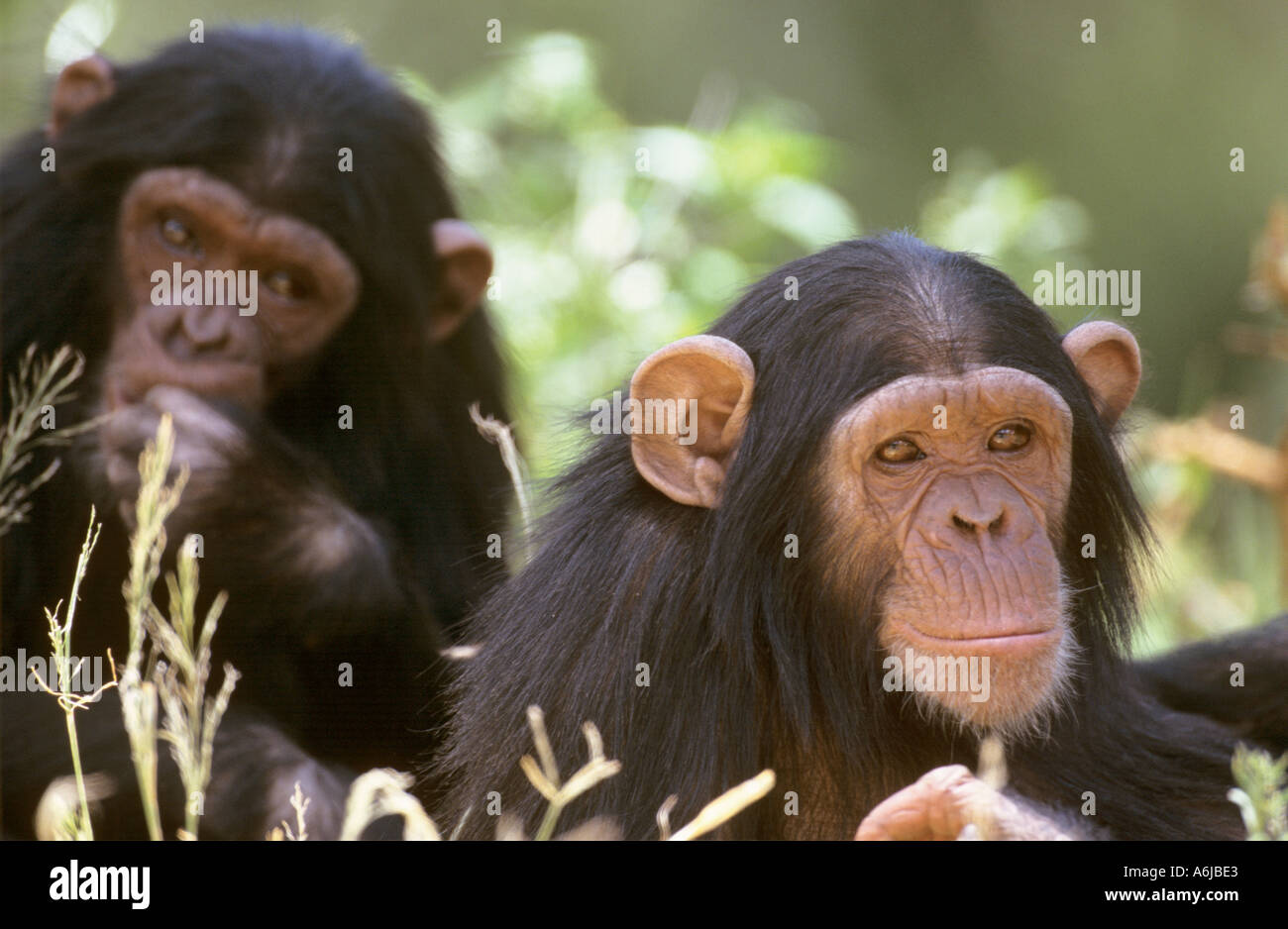 Two young rescued chimpanzees at Sweetwater chimpanzee sanctuary in ...