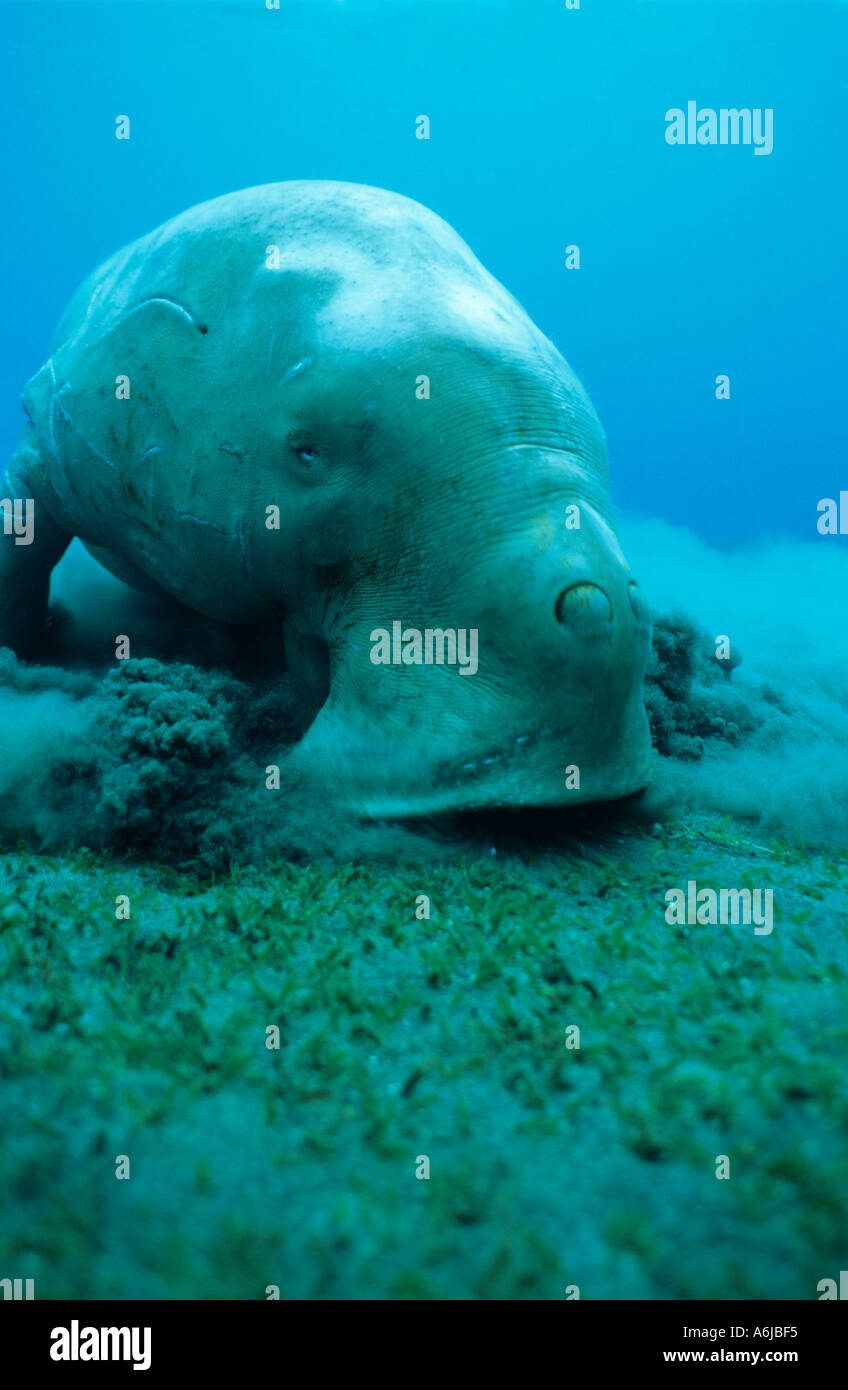 Duging dugon hi-res stock photography and images - Alamy