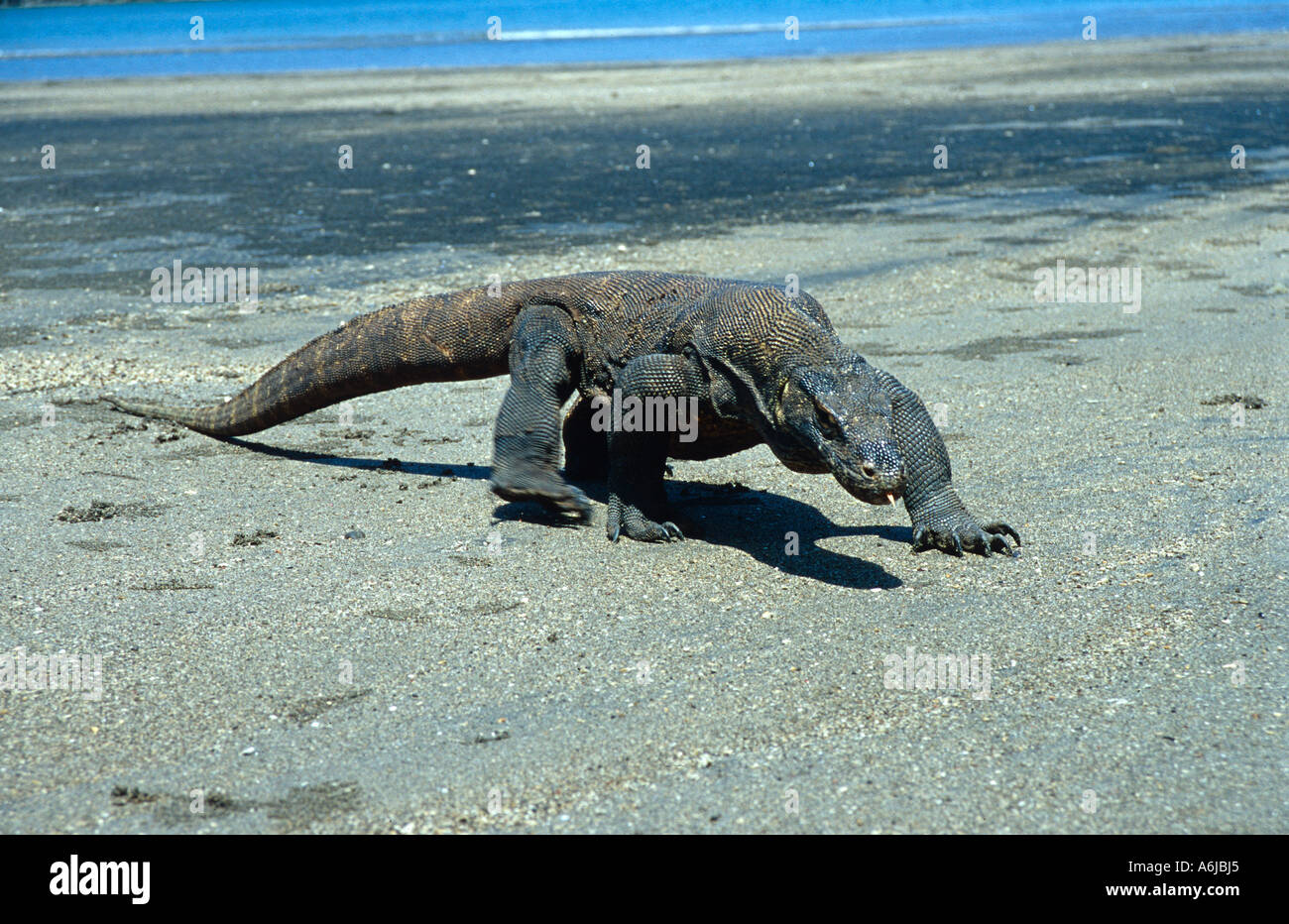 Komodo dragon at the beach, Varanus komodoensis Stock Photo - Alamy
