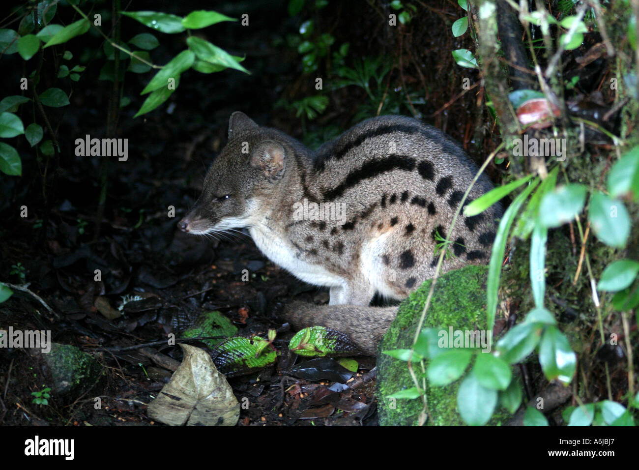 Fanaloka sitting fossa fossana hi-res stock photography and images - Alamy