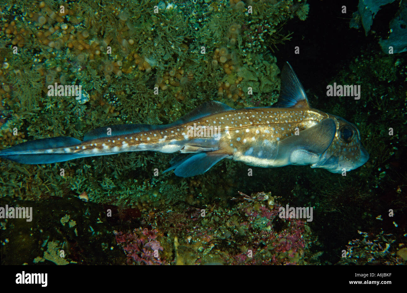 male Spotted Ratfish, Hydrolagus colliei, British Columbia Canada ...
