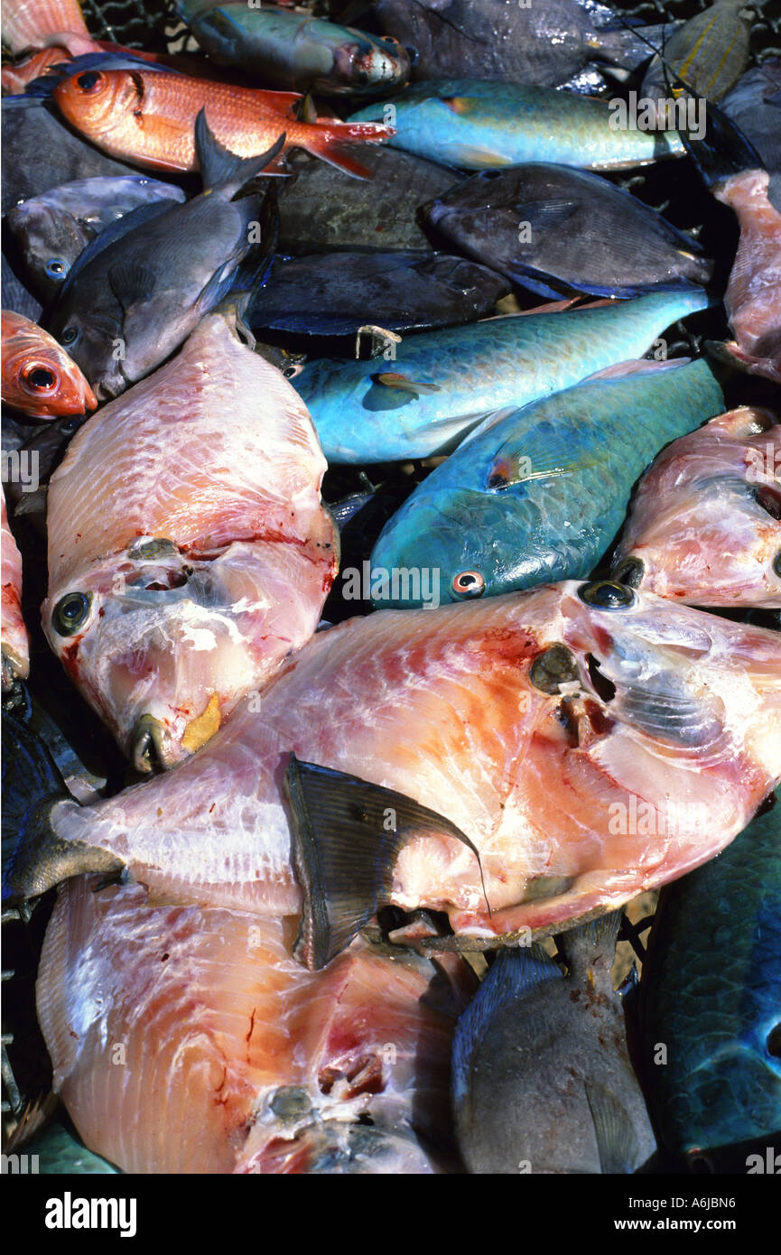 Poisson de saint martin hi-res stock photography and images - Alamy