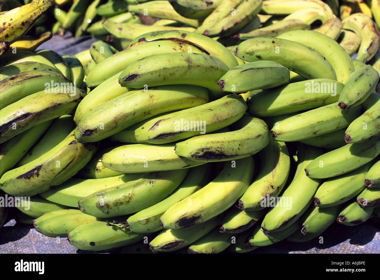 Caribbean Saint Martin Bananas Stock Photo - Alamy