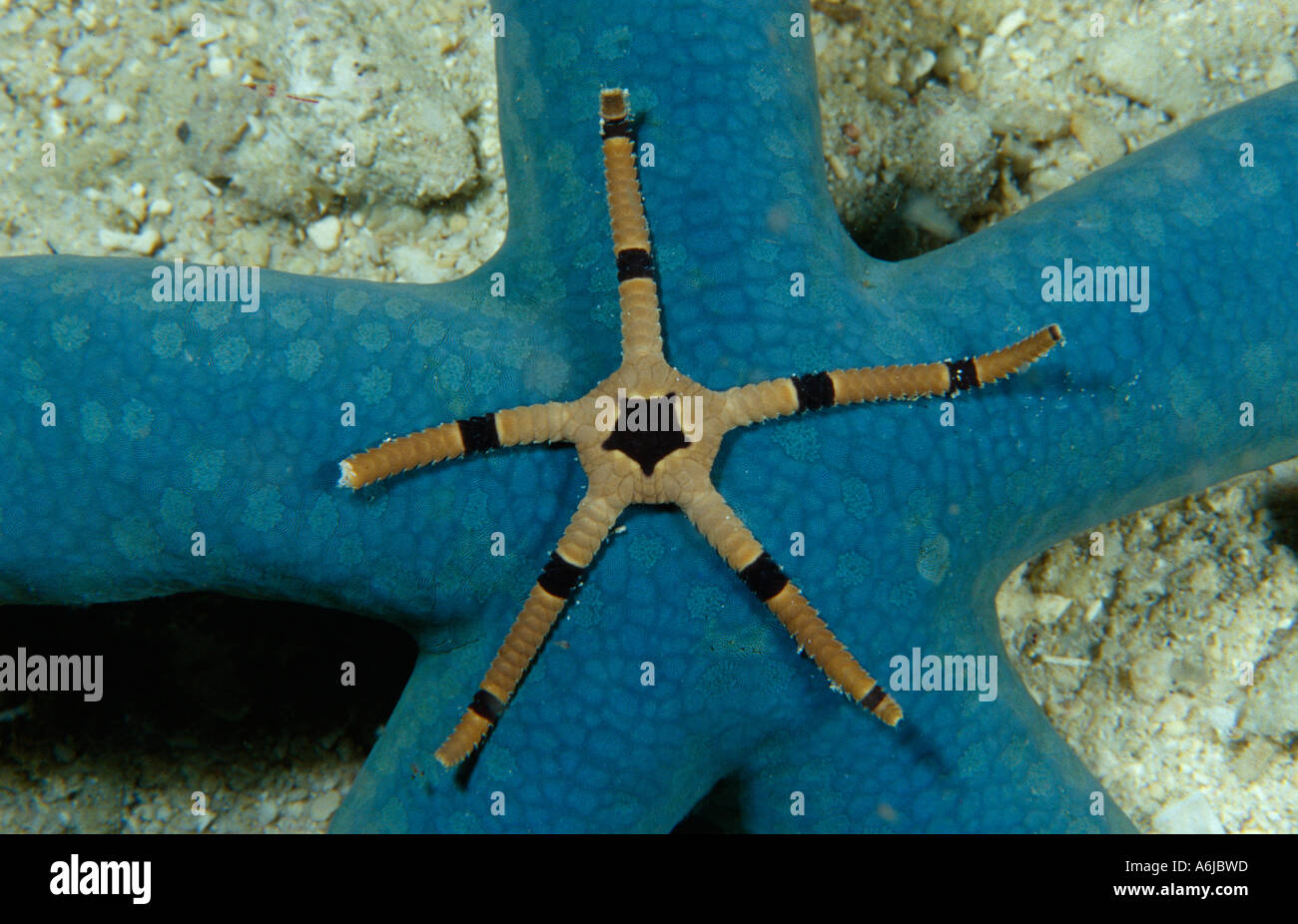 Blue seastar linckia laevigata hi-res stock photography and images - Alamy