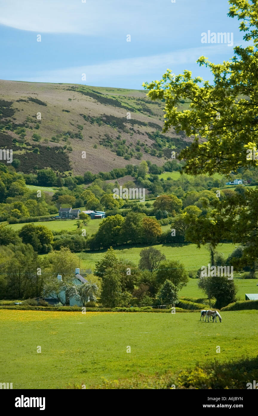 Rural landscape Powys Mid Wales GB Stock Photo - Alamy