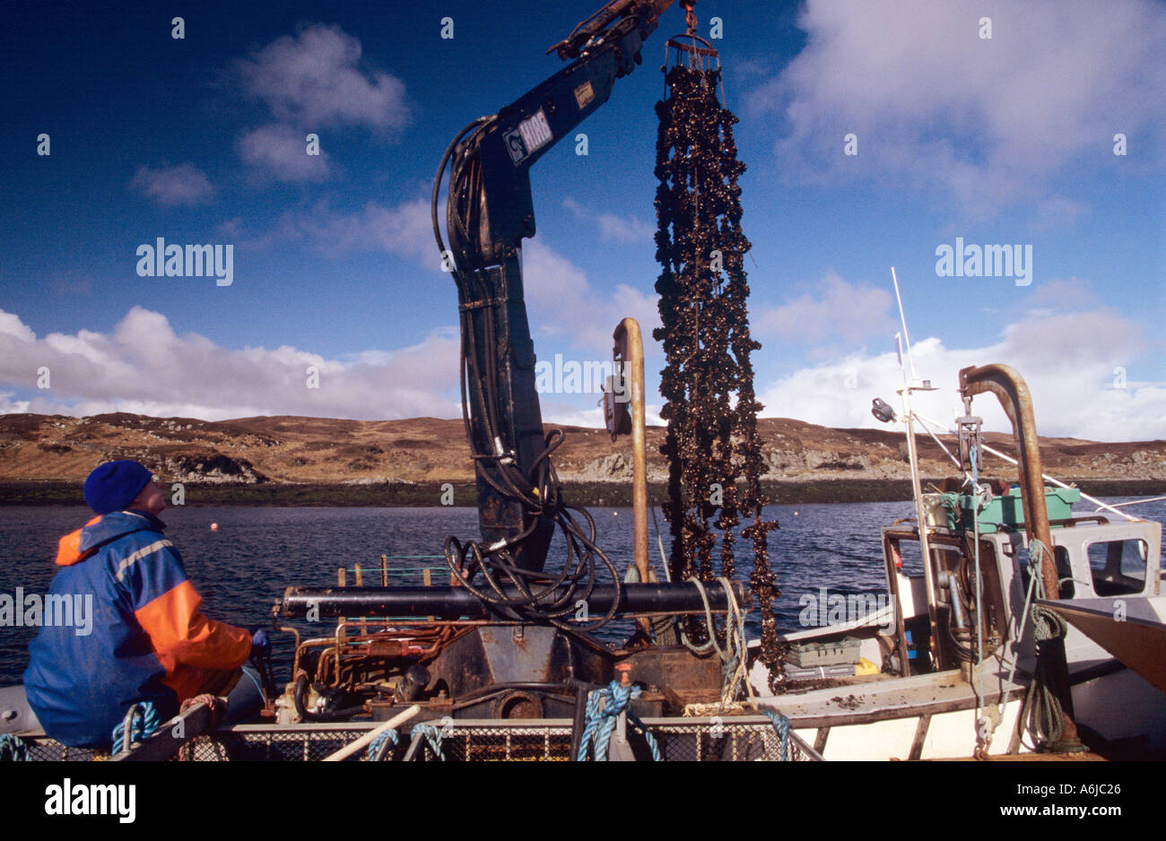 Mussel laden ropes are lifted from the loch to harvest Stock Photo - Alamy