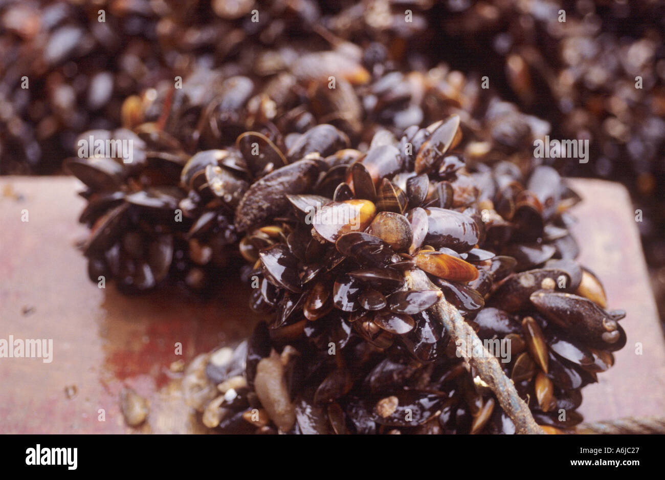 Fresh out of the sea the mussels are still attached to their growing ...