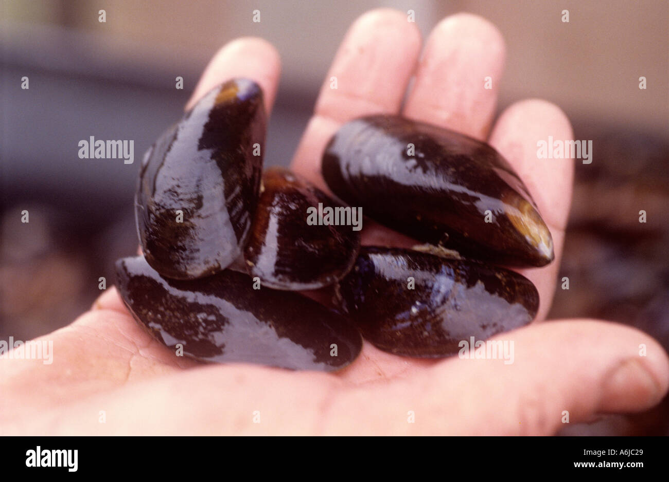 Fish farming and crofting hi-res stock photography and images - Alamy